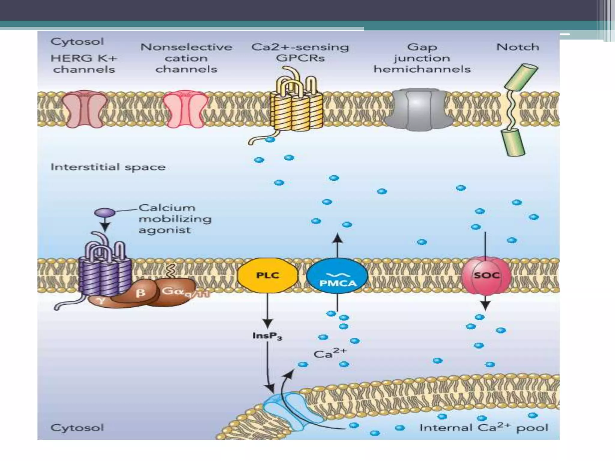 CELL SIGNALING: 3rd messenger action of calcium ion (Ca+2) | PPTX