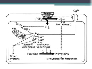 CELL SIGNALING: 3rd messenger action of calcium ion (Ca+2) | PPTX