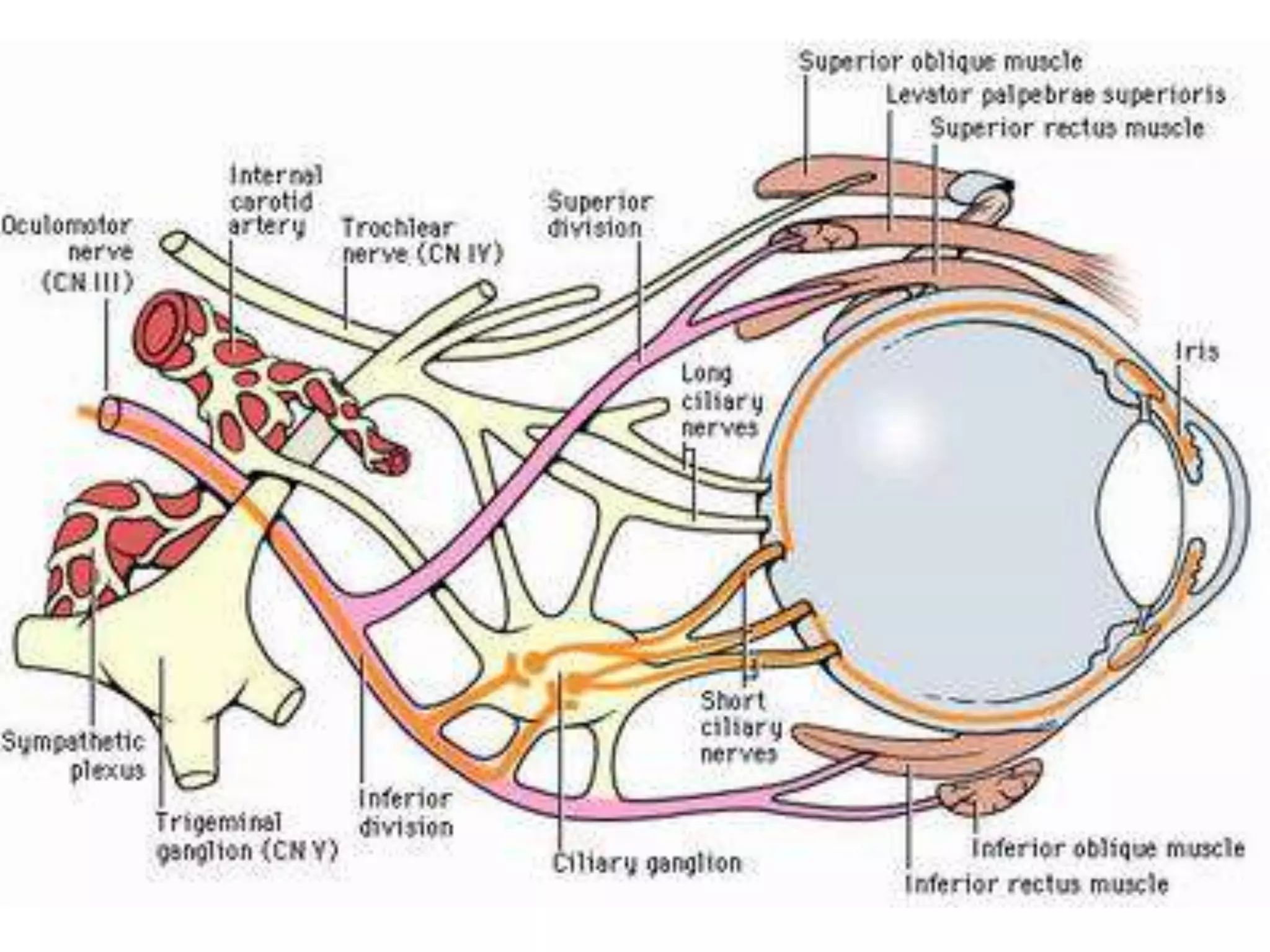 3rd cranial nerve | PPTX