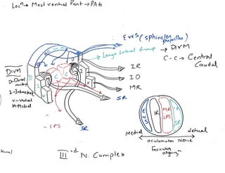 3rd nerve nucleus complex.pdf