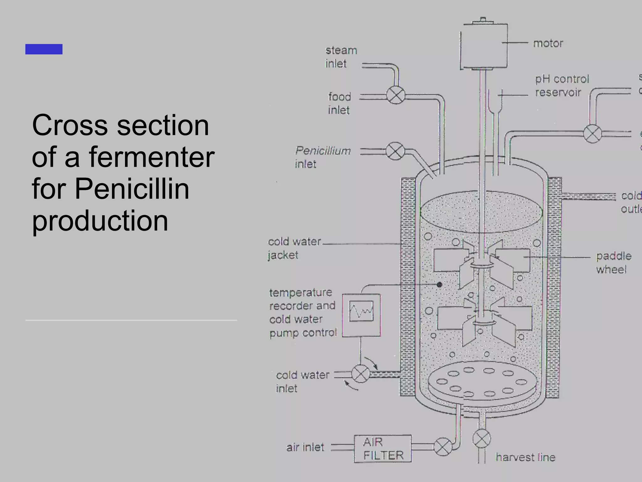 fermentation technology | PPT