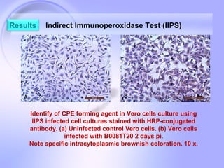 Molecular characterisation, attenuation and inactivation of very ...