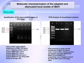 Molecular characterisation, attenuation and inactivation of very ...