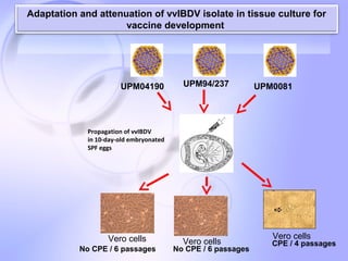 Molecular characterisation, attenuation and inactivation of very ...