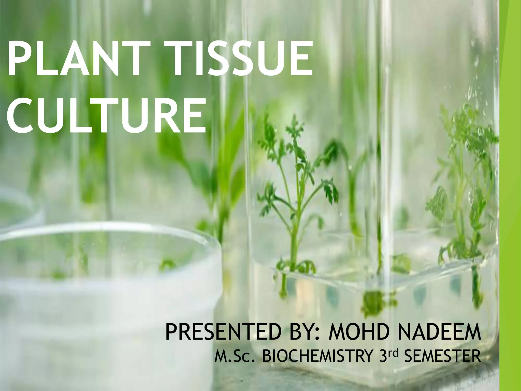 PLANT TISSUE CULTURE | PPTX