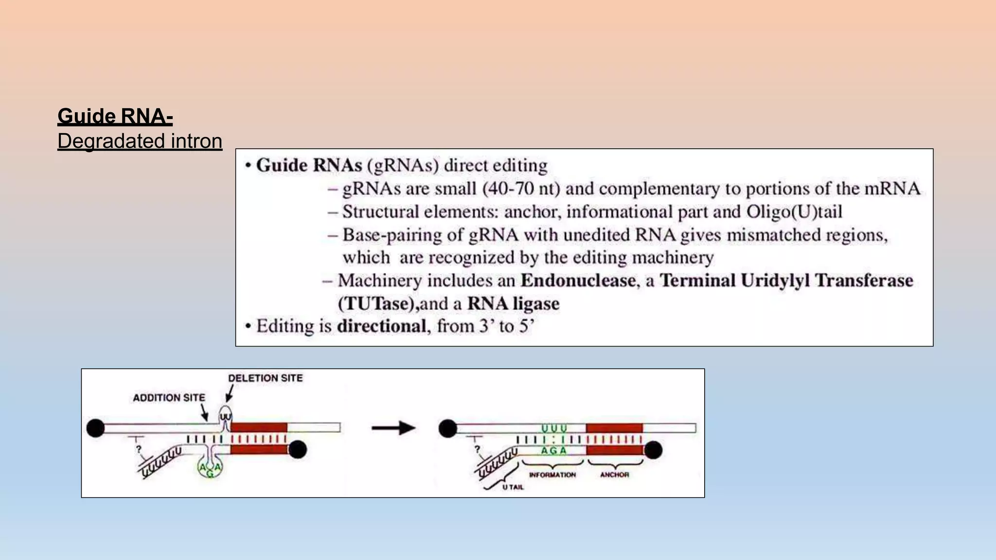 cell and molecular.pptx