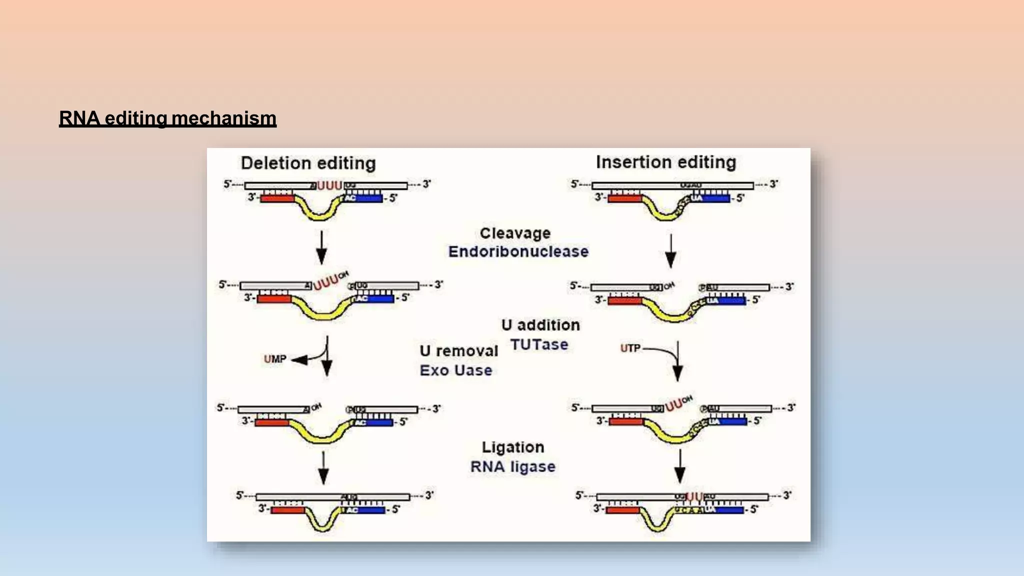 cell and molecular.pptx