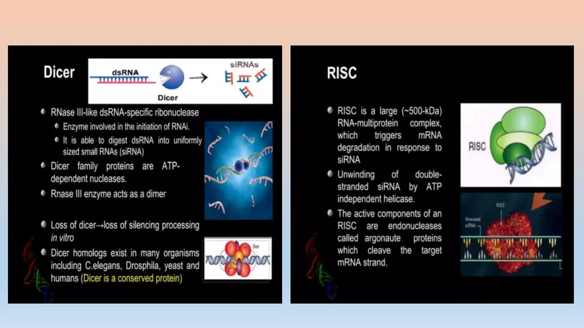 cell and molecular.pptx