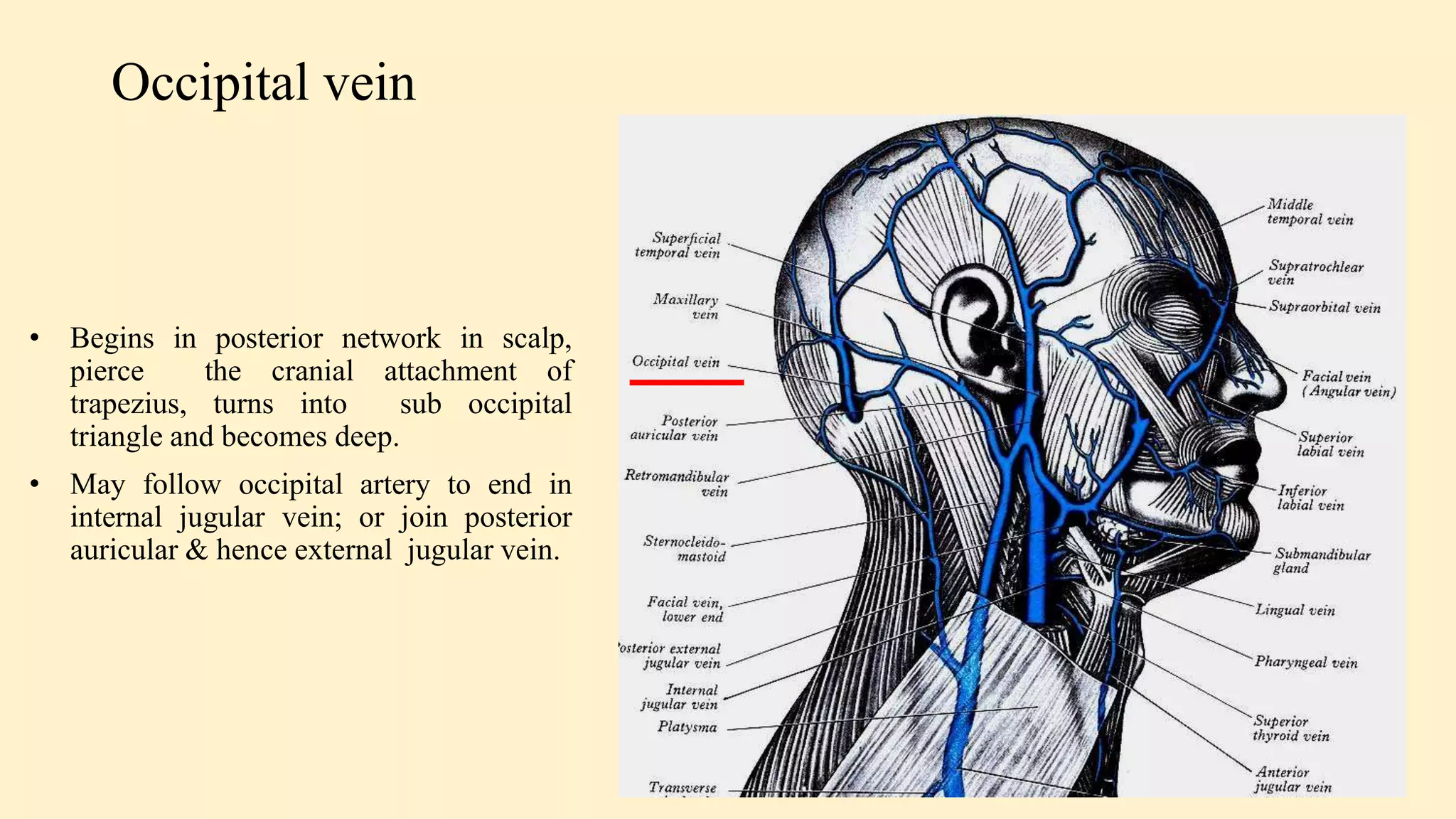 Surgical implications of venous drainage of face and neck | PPTX