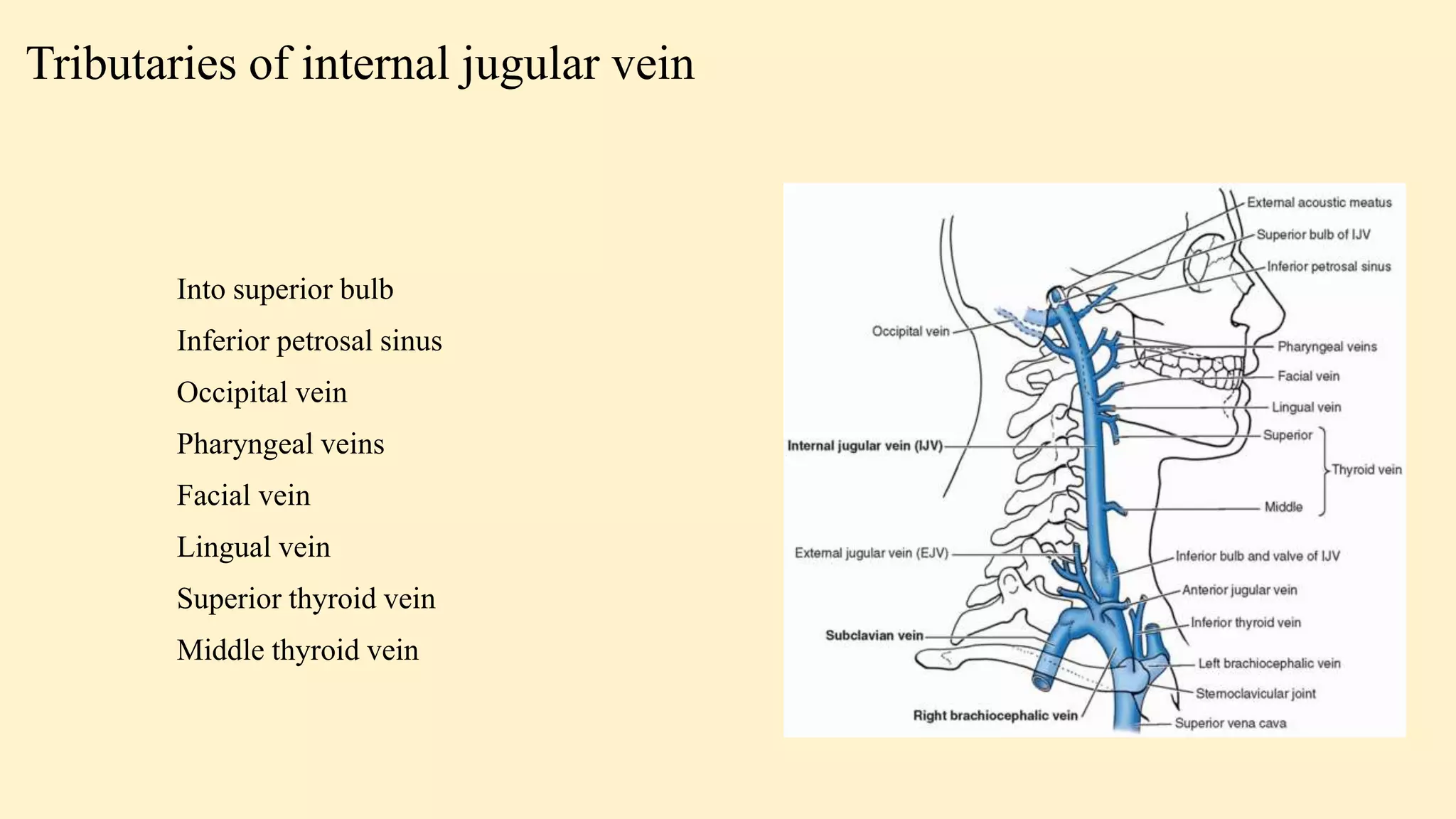 Surgical implications of venous drainage of face and neck | PPTX