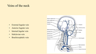Surgical implications of venous drainage of face and neck | PPTX