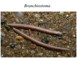 3rd sem practical 1.pptx