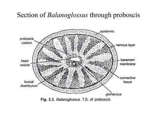 3rd sem practical 1.pptx