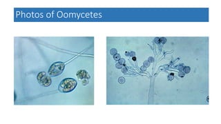 Eumicrobedb - Oomycetes Genomics Database | PPT