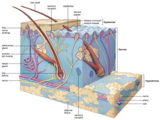 anatomy -skin | PPT