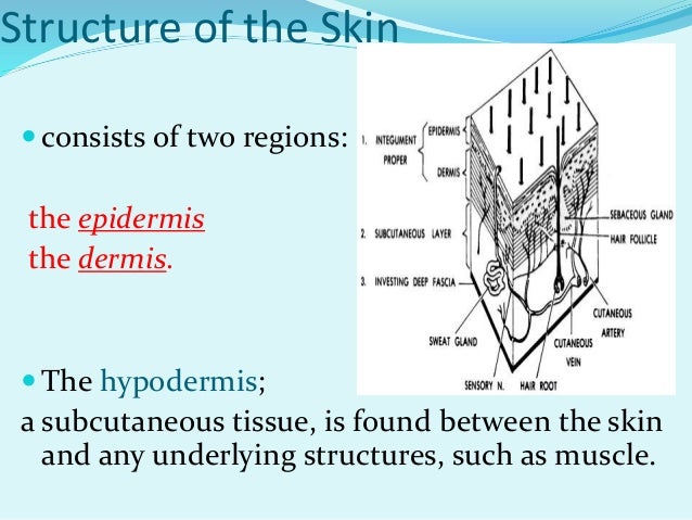 Hypodermis Meaning