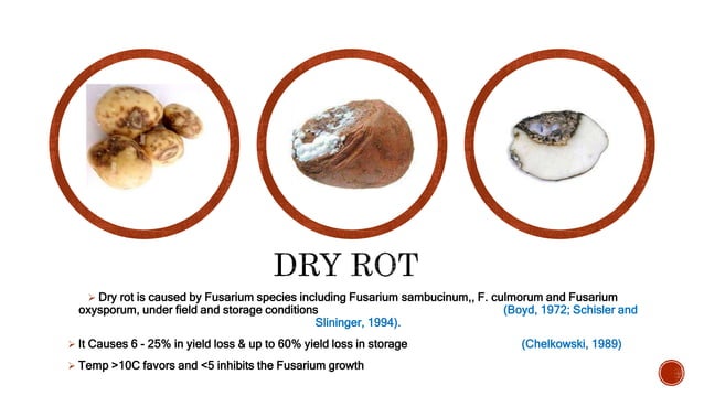 Dry rot of potato & Management | PPTX | Gardening | Home & Garden