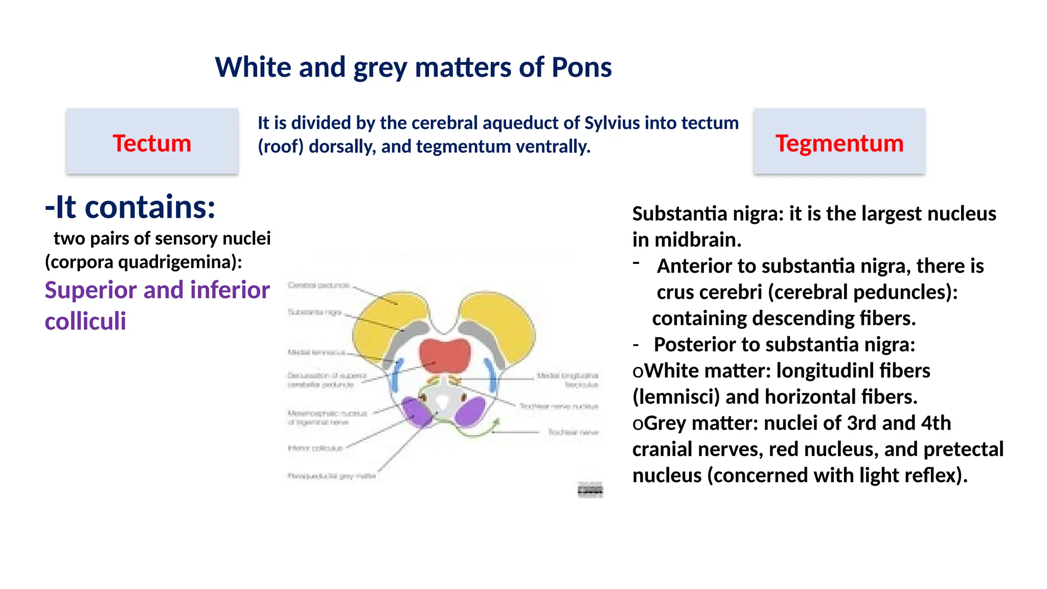 3rd ventricle of the brain and its boundaries | PPTX