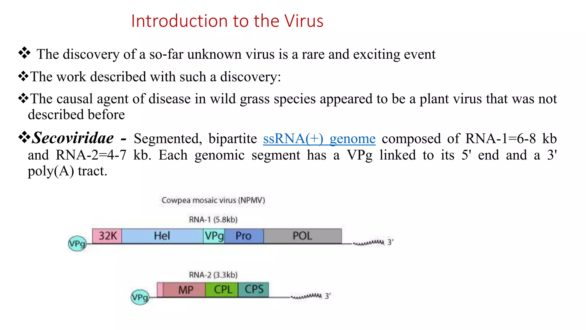 Discovery and Molecular characterization of virus PPT | PPTX