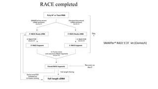 Discovery and Molecular characterization of virus PPT | PPTX