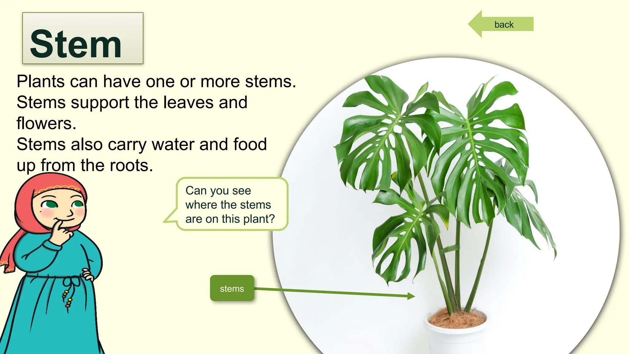 WEEK 3 - Identifying Local Plants - grade 4.pptx