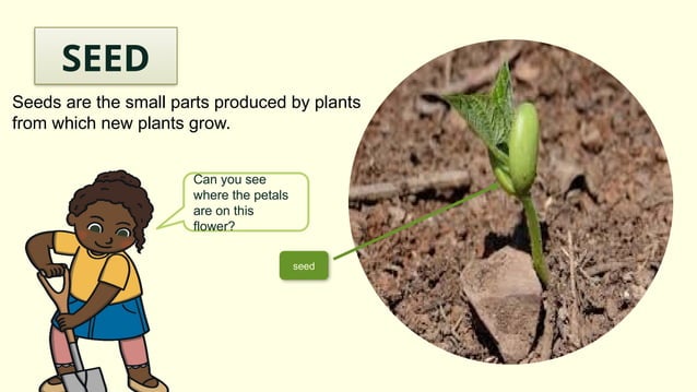 WEEK 3 - Identifying Local Plants - grade 4.pptx
