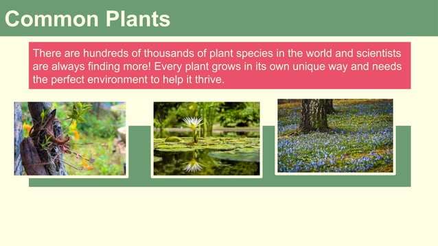 WEEK 3 - Identifying Local Plants - grade 4.pptx