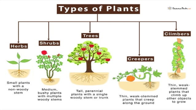WEEK 3 - Identifying Local Plants - grade 4.pptx