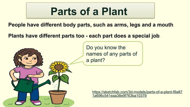 WEEK 3 - Identifying Local Plants - grade 4.pptx