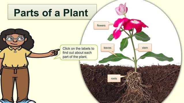 WEEK 3 - Identifying Local Plants - grade 4.pptx