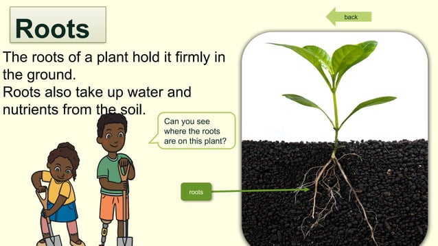 WEEK 3 - Identifying Local Plants - grade 4.pptx