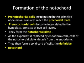 3rd week BDS development in Embryology (Anatomy) | PPTX
