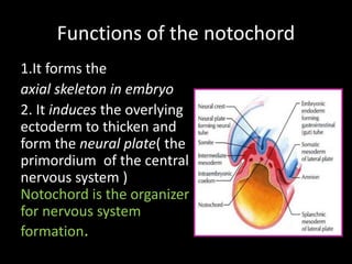 3rd week BDS development in Embryology (Anatomy) | PPTX