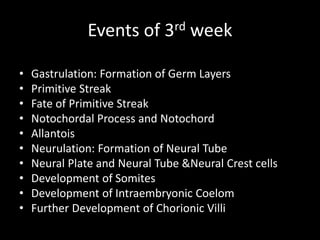 3rd week BDS development in Embryology (Anatomy) | PPTX