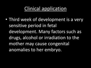 3rd week BDS development in Embryology (Anatomy) | PPTX
