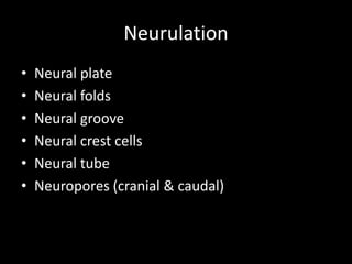 3rd week BDS development in Embryology (Anatomy) | PPTX