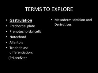 3rd week BDS development in Embryology (Anatomy) | PPTX