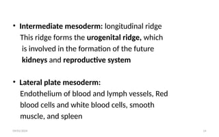 3rd WEEK DEVELOPMENT Embryology 1 1.pptx