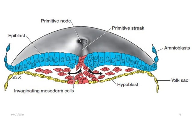 3rd WEEK DEVELOPMENT Embryology 1 1.pptx