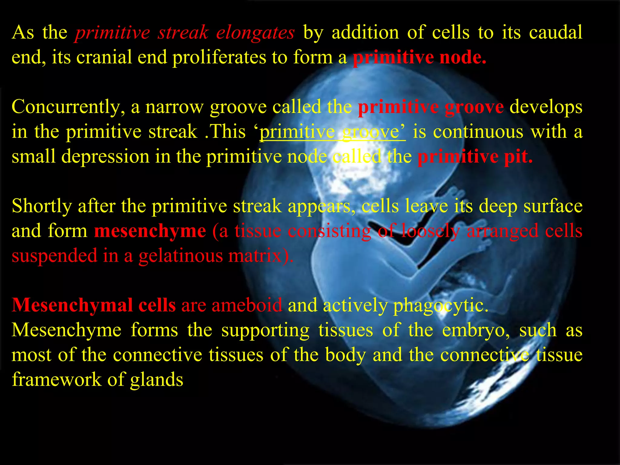 3rd week embryo changes | PPT