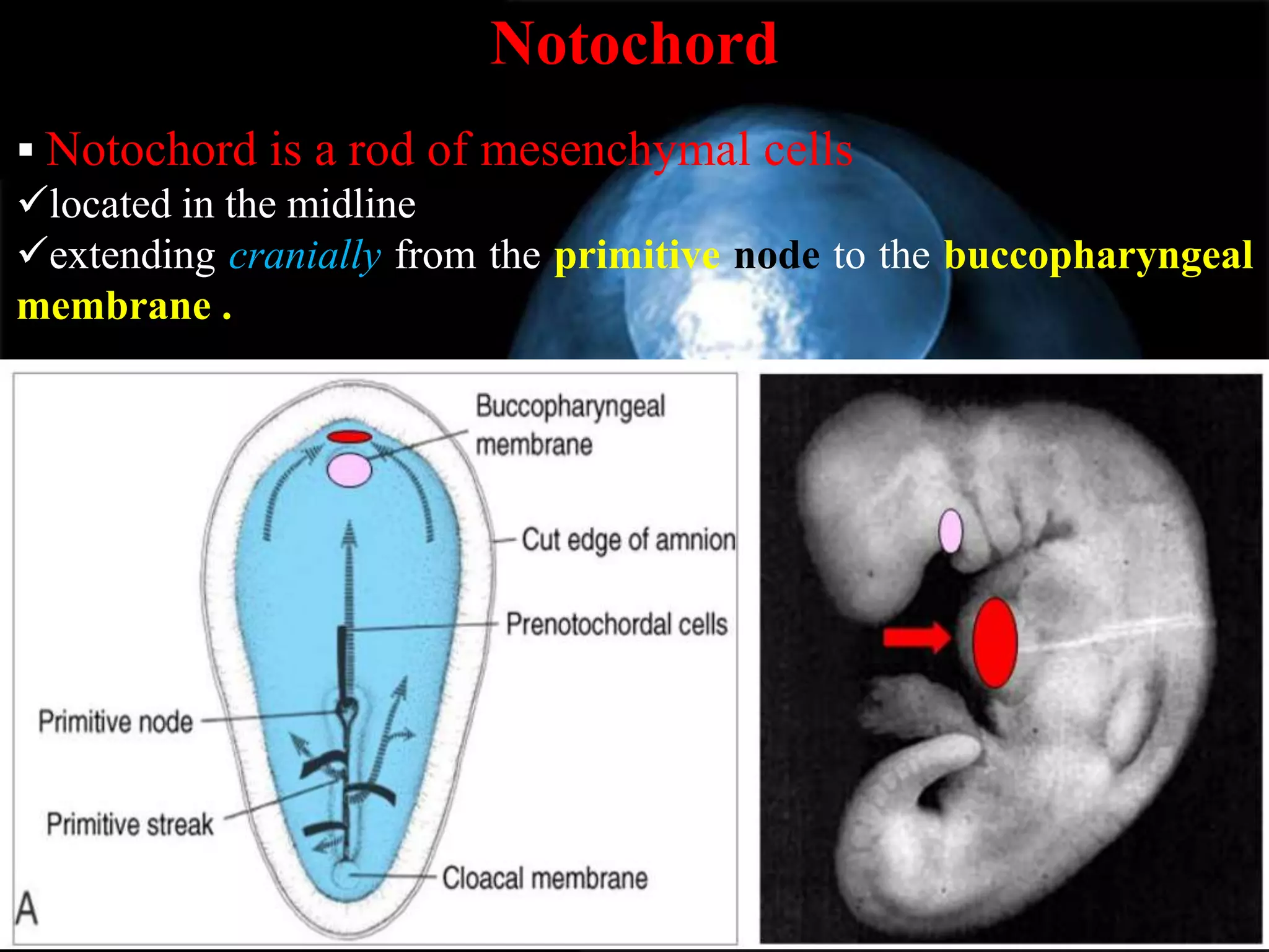 3rd week embryo changes | PPT