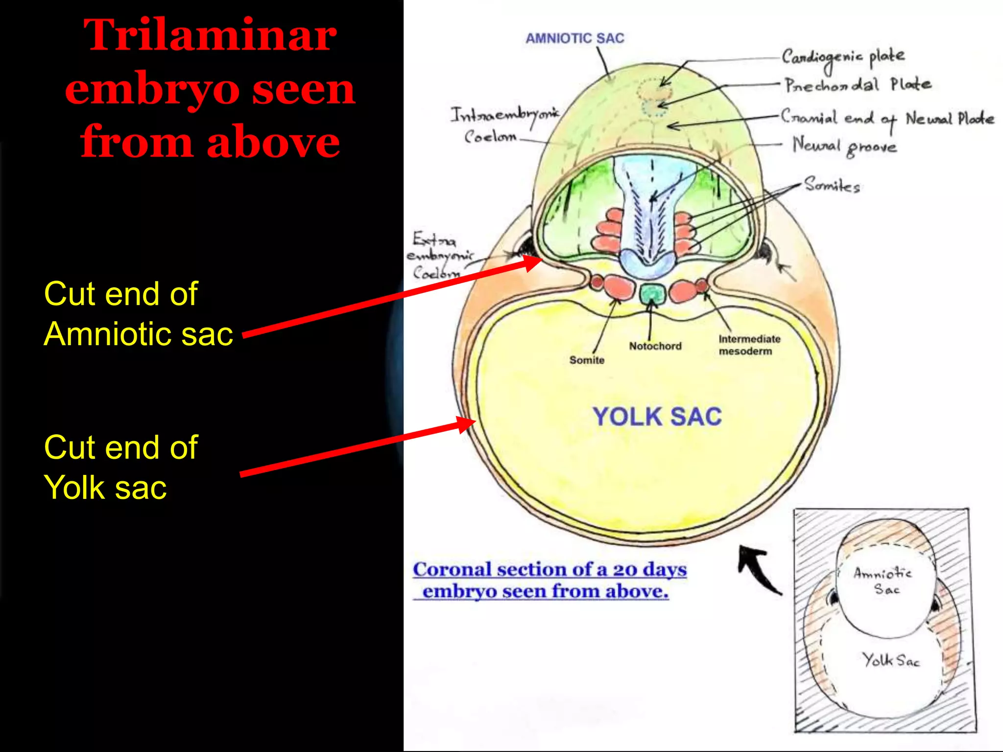 3rd week embryo changes | PPT