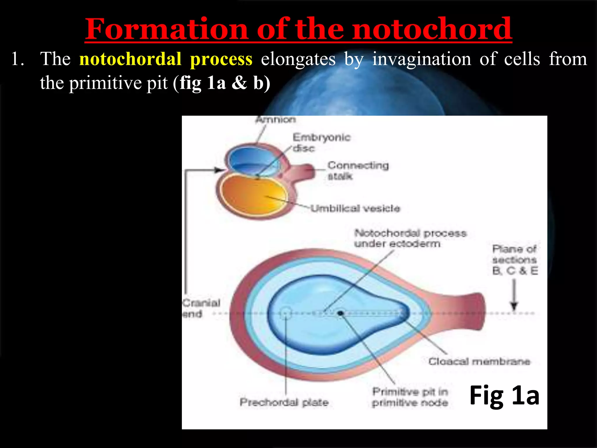 3rd week embryo changes | PPT