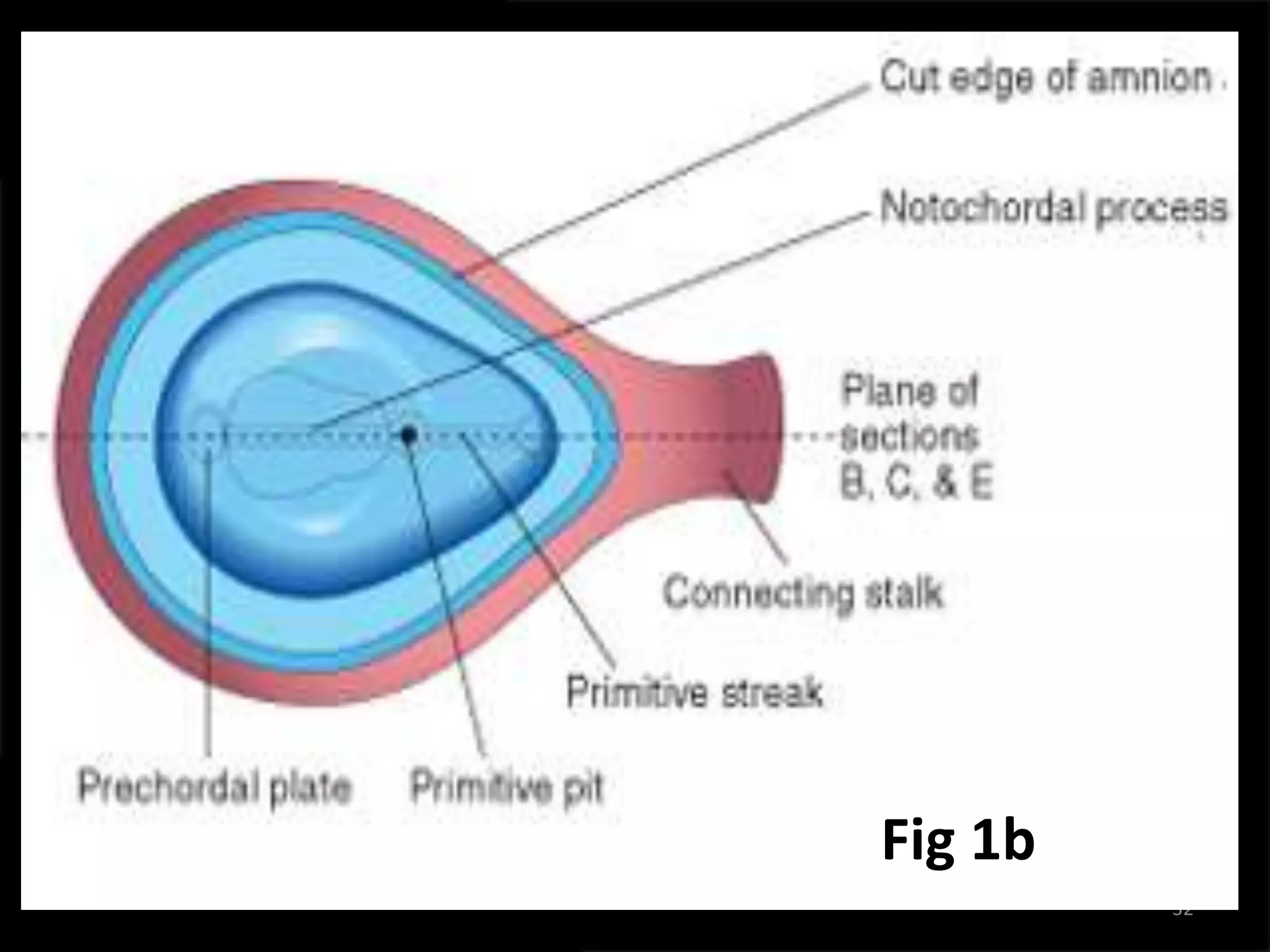 3rd week embryo changes | PPT