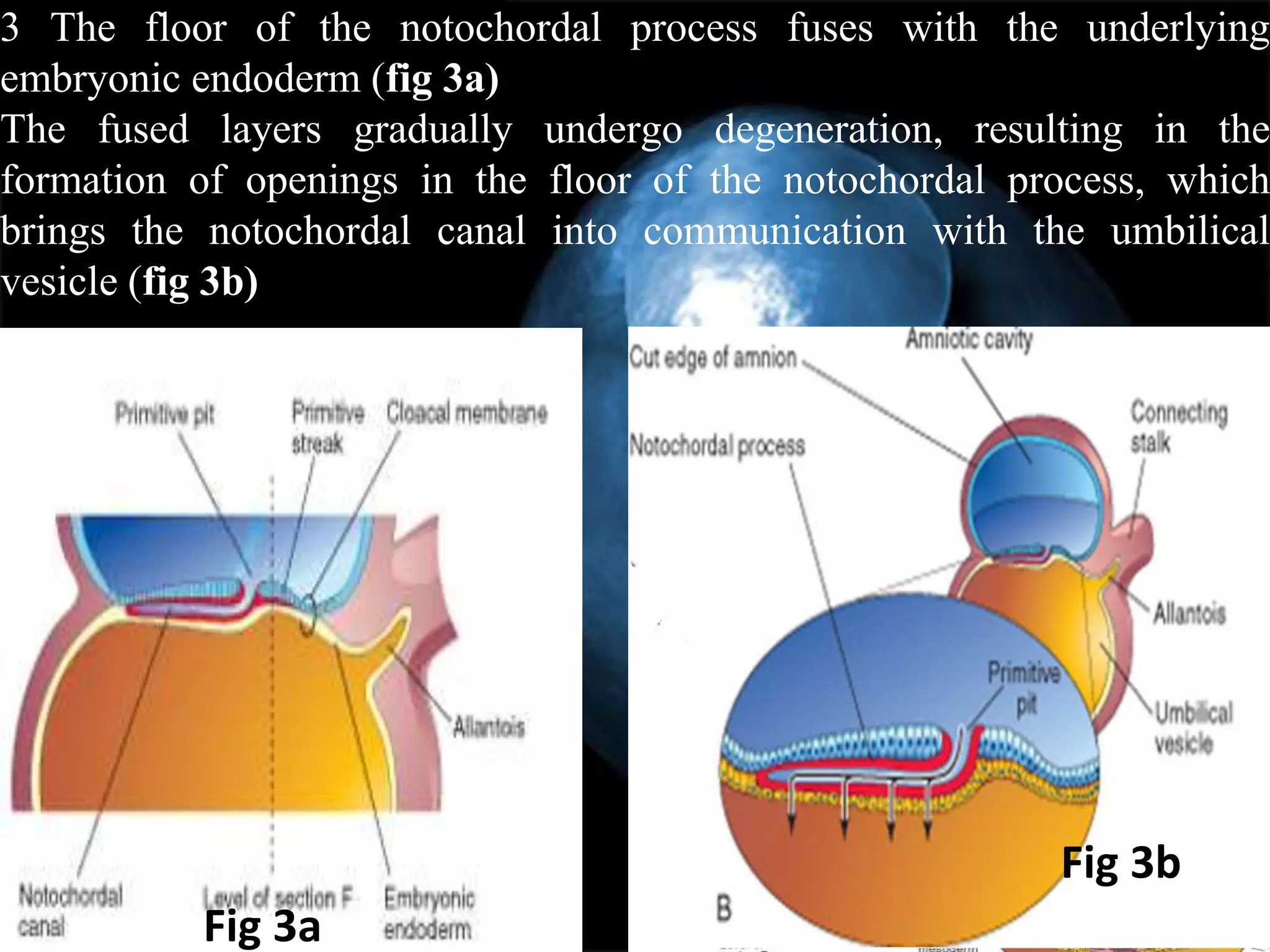 3rd week embryo changes | PPT