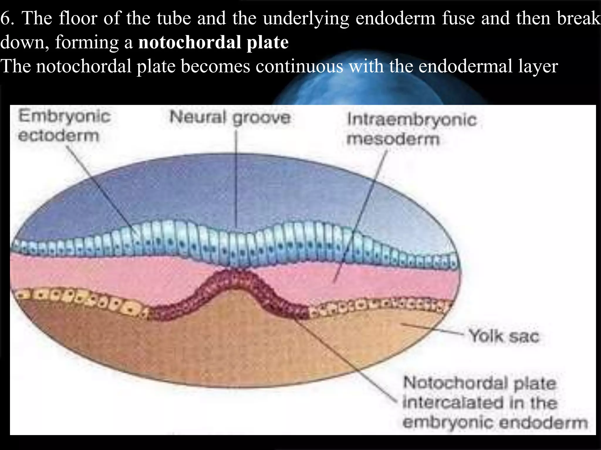 3rd week embryo changes | PPT