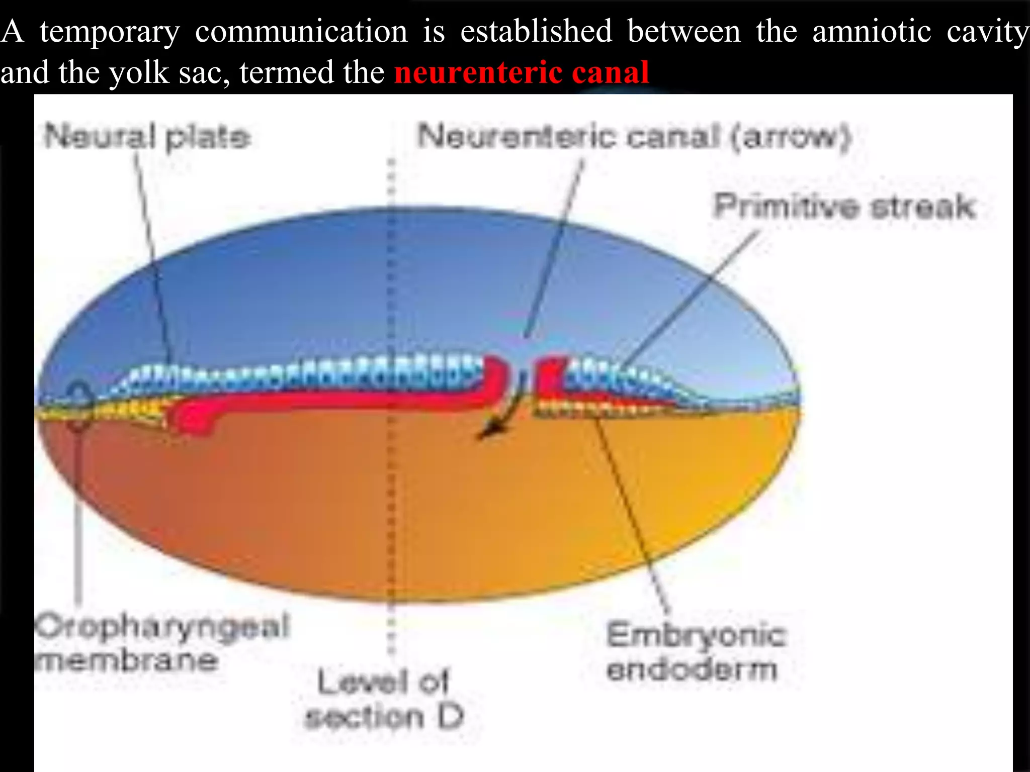 3rd week embryo changes | PPT