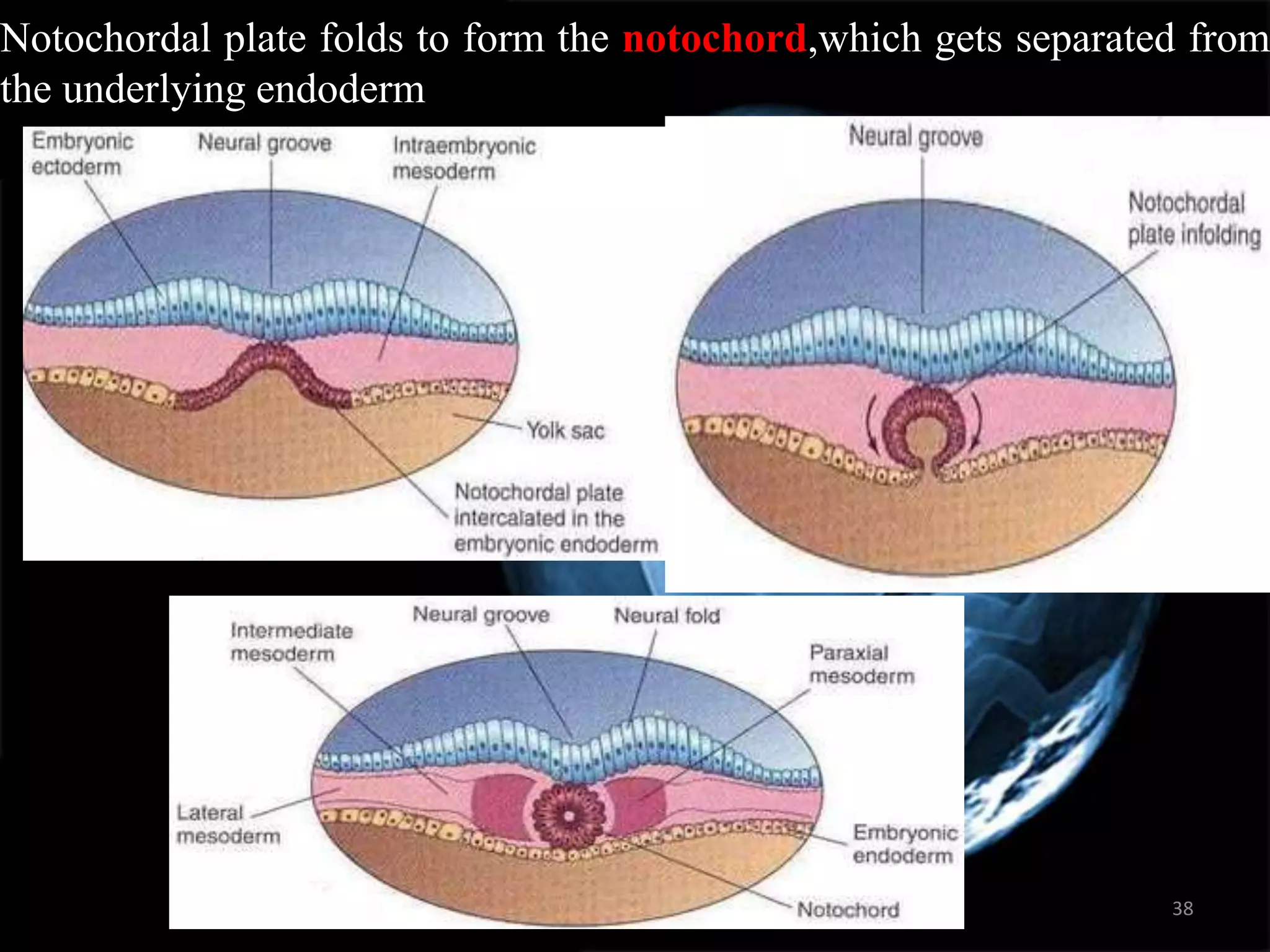3rd week embryo changes | PPT