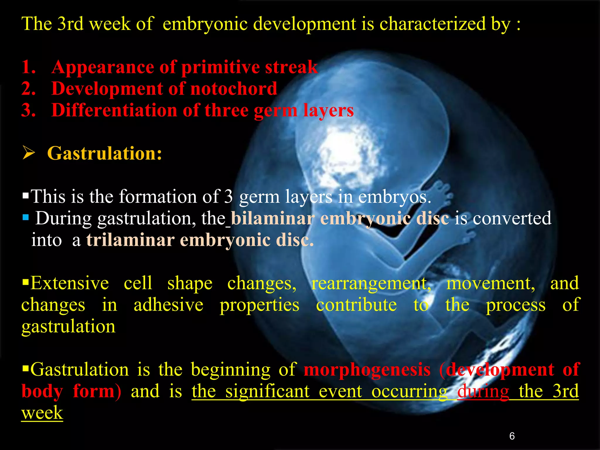 3rd week embryo changes | PPT