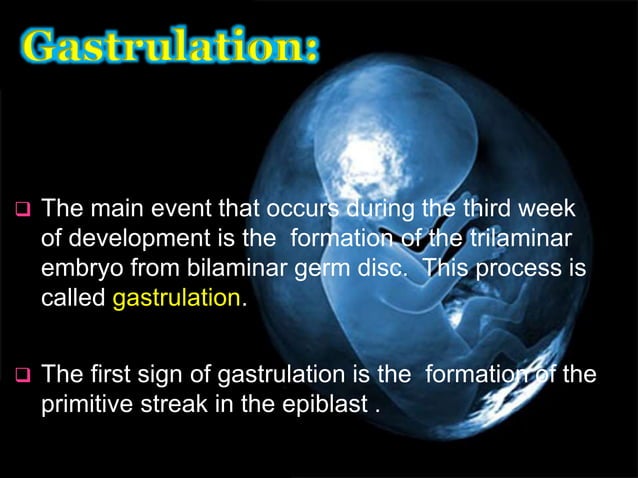 3rd week embryo changes | PPT